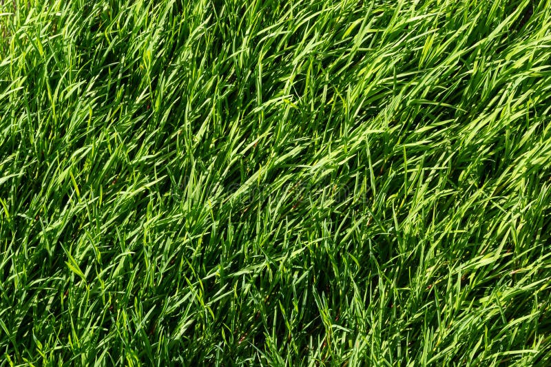 Texture Green Grass on the Lawn. Beautiful Green Background in High ...