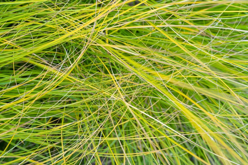 The Texture of Green Grass. Long Stems of Plants Stock Image - Image of ...