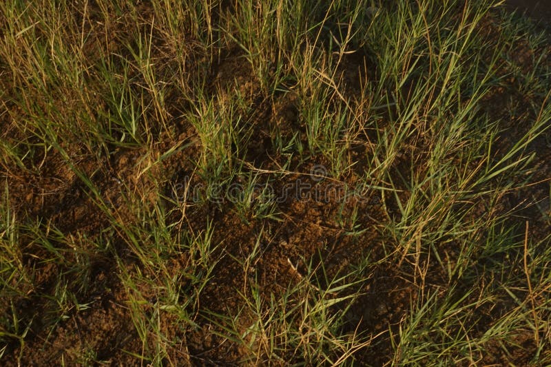 Green Grass Texture on Red Soil Stock Photo - Image of background ...