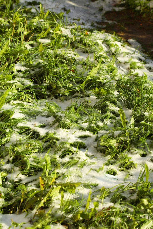Texture of Green Grass with Snow. Spring. Stock Photo - Image of ...