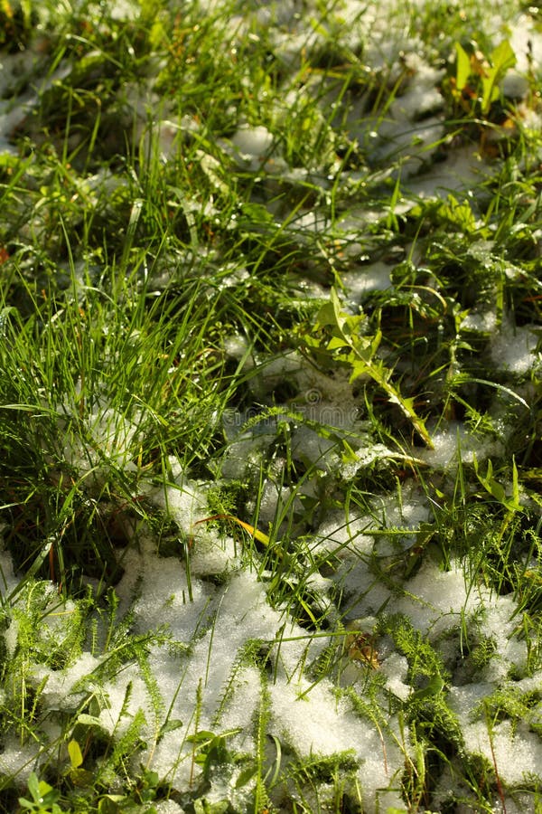 Texture of Green Grass with Snow. Spring. Stock Image - Image of grass ...