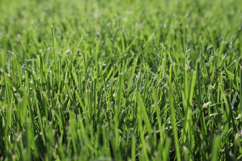 Texture of Green Grass. Green Soccer Grass Background. Natural Grass ...