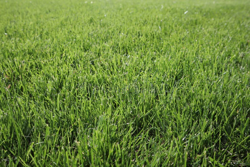 Texture of Green Grass. Green Soccer Grass Background. Natural Grass ...