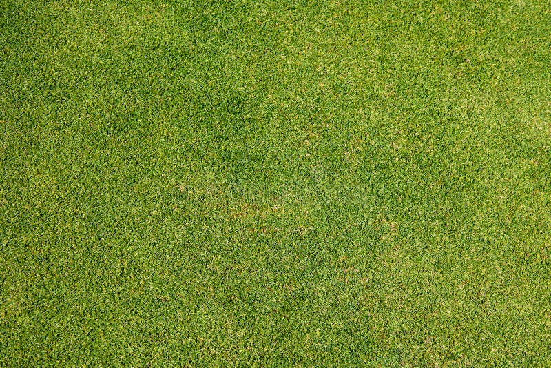 Texture of Green Grass Top View Green Lawn Stock Photo - Image of golf ...