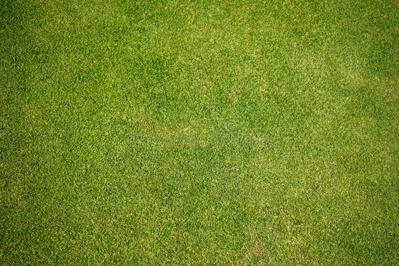 Texture of Green Grass Top View Green Lawn Stock Image - Image of ...