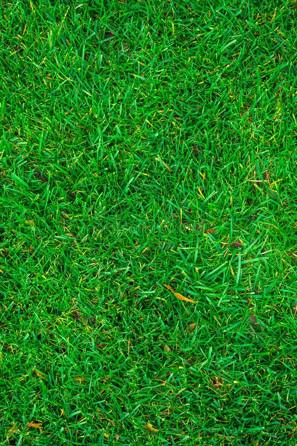 Texture of Green Grass on the Whole Frame Stock Image - Image of garden ...