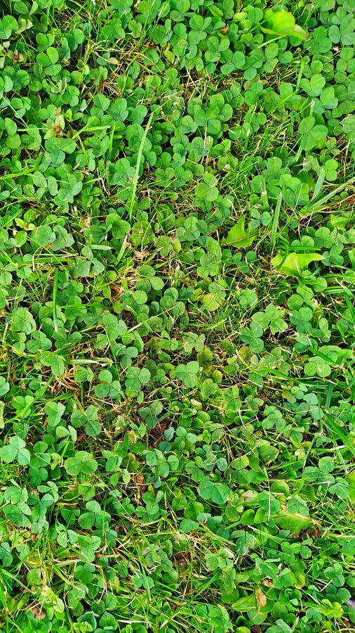 Texture of Green Lawn Grass and Clover Stock Photo - Image of clover ...