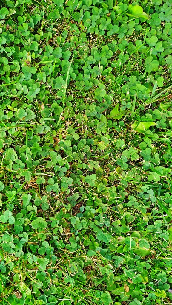 Texture of Green Lawn Grass and Clover Stock Photo - Image of clover ...