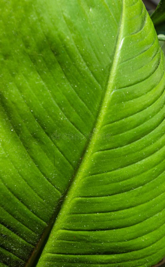 Texture Green Leaf Macro with Natural Light Stock Image - Image of ...