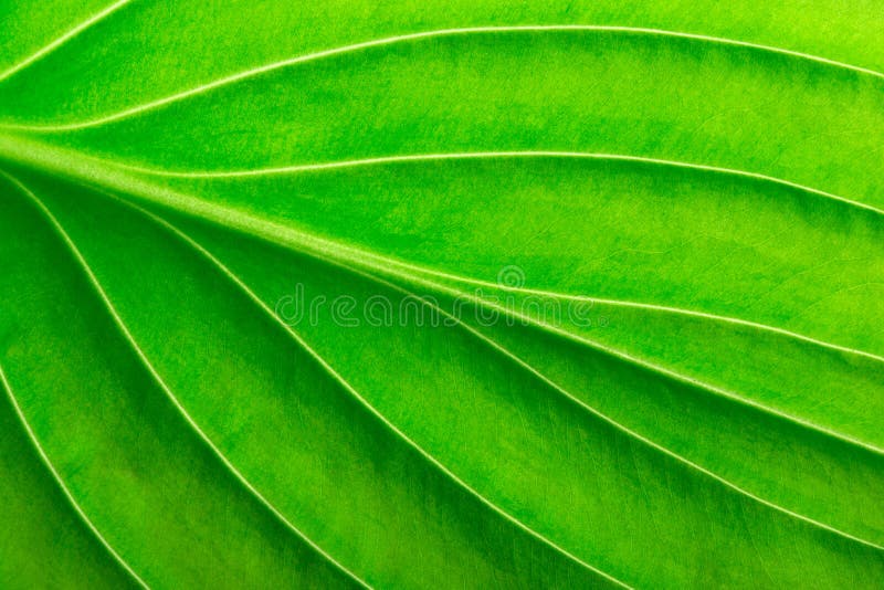 Texture of a green leaf stock photo. Image of fresh - 268820668
