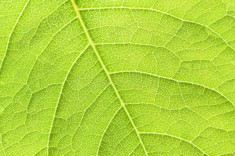 Green Leaf Seamless Texture Stock Photo - Image of macro, green: 35841066