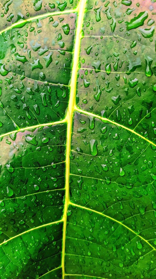 Texture of Green Leaf with Exotic Color Stock Image - Image of abstract ...