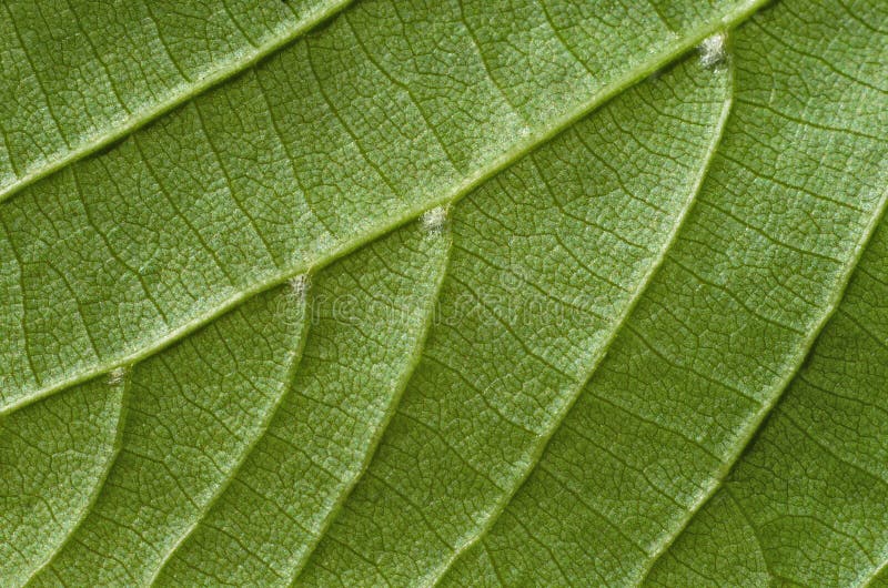 Green leaf texture stock image. Image of abstract, leafage - 247278963