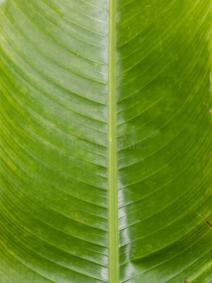 The Texture of Green Leaf Vertical Texture Stock Image - Image of ...