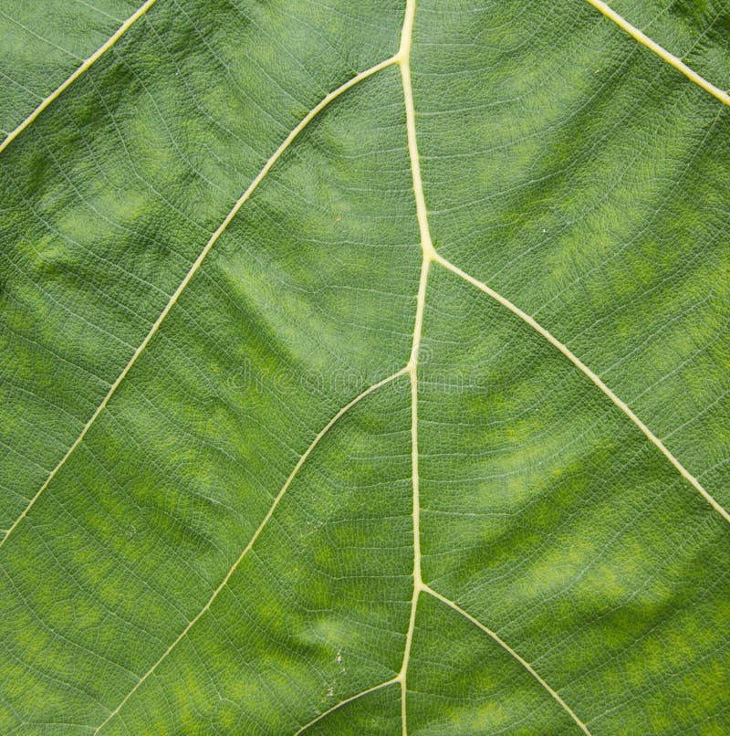 Texture of Green Leave stock photo. Image of abstract - 18909714