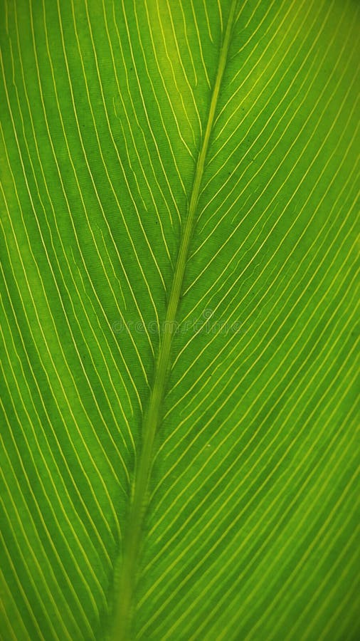 Texture of Green Leave so Beautiful Stock Image - Image of leave, light ...