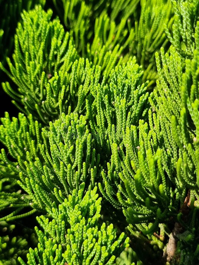 Texture of Green Leave Platycladus Spruce Stock Image - Image of ...