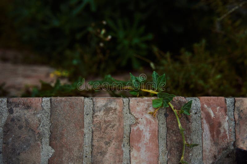 Texture of Green Leaves and Brick Bridge, Background Stock Image ...