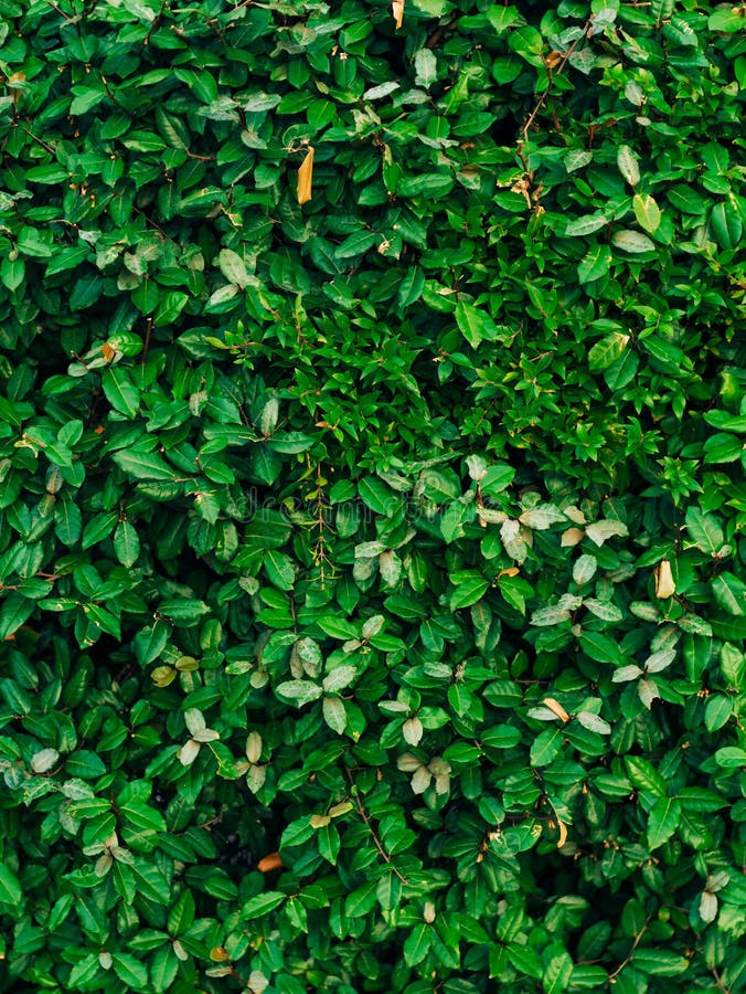 Texture of Green Leaves. Full Coverage of the Frame Stock Image - Image ...