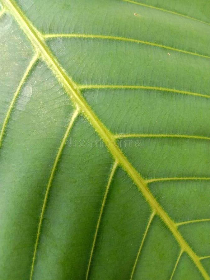The Texture of the Green Leaves Has a Pattern of Vertical Central Leaf ...