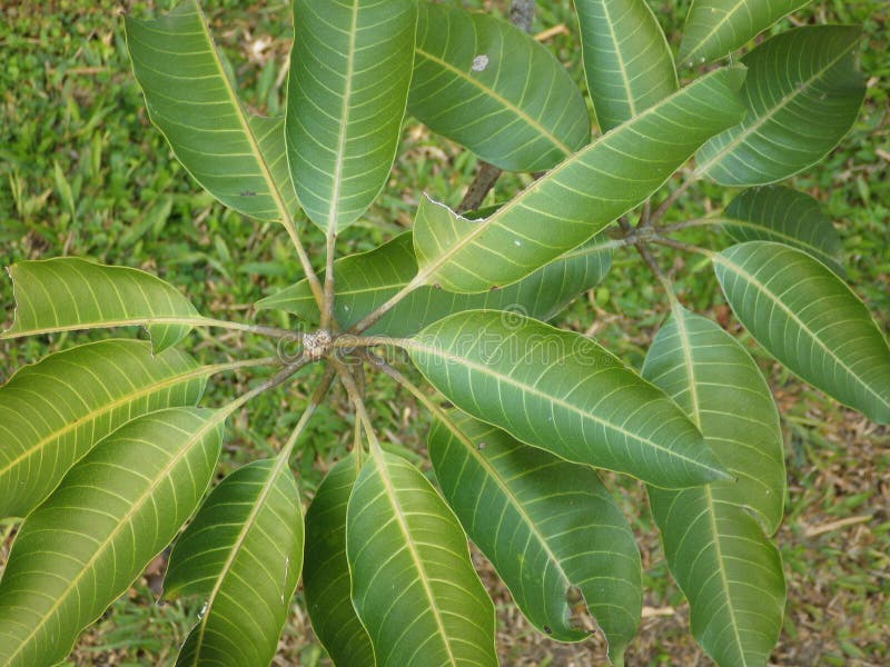 Texture of Green Leaves of a Mango Tree in the Garden in the Afternoon ...