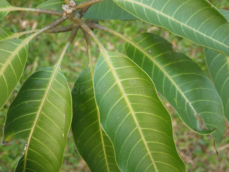 Texture of Green Leaves of a Mango Tree in the Garden in the Afternoon ...