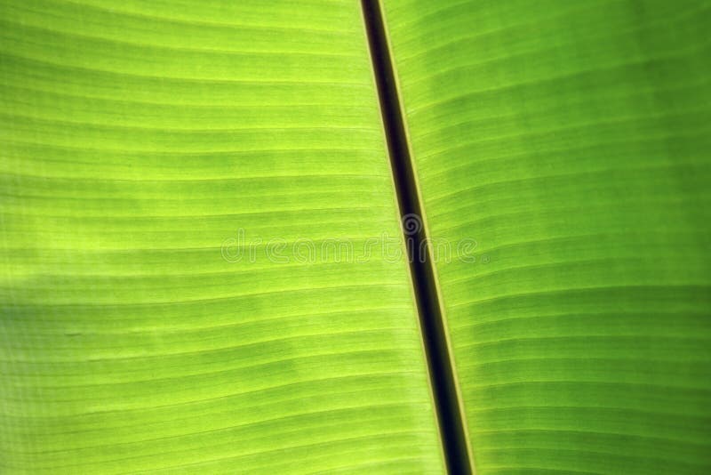 Texture of Green Leaves at Medium Shot Stock Image - Image of forest ...