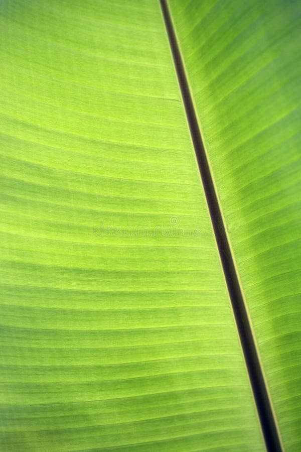 Texture of Green Leaves at Medium Shot Stock Photo - Image of flora ...
