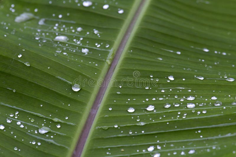 Texture of Green Leaves at Medium Shot Stock Photo - Image of garden ...