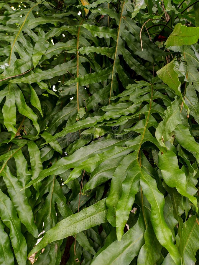 Texture of Green Leaves. Plants, Patern Stock Image - Image of ...