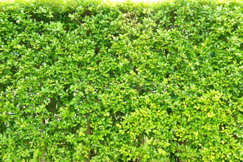 The Texture Green Leaves Small , Background Tree Leaves , Stock Photo ...