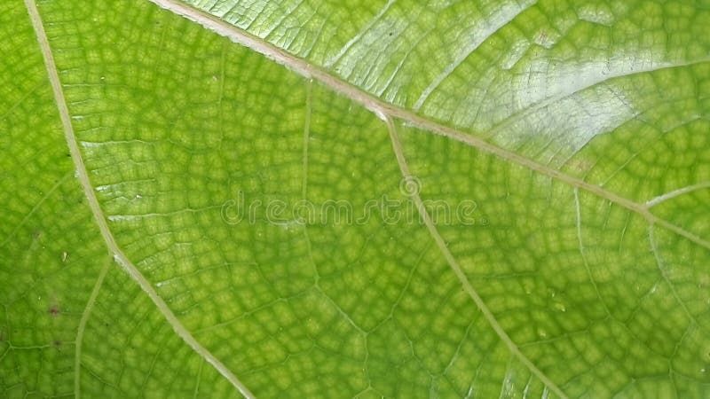Texture on Green Leaves, Textured Surface of Leaves Stock Photo - Image ...