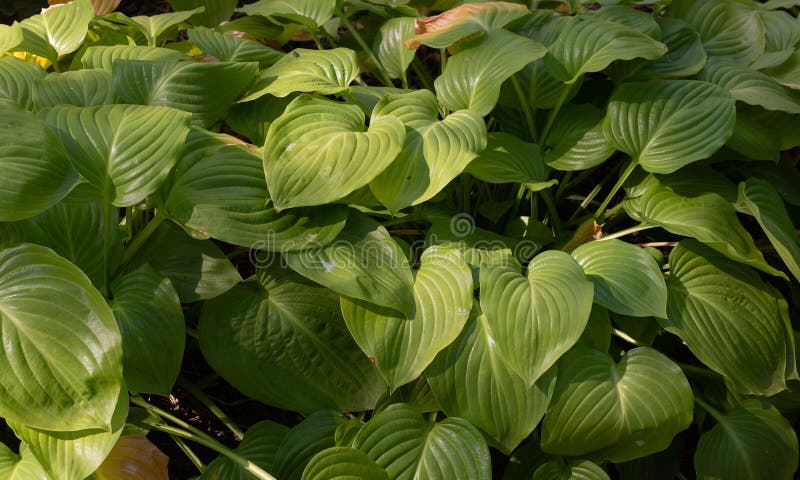 Texture of Green Leaves Top View Pattern Tropics Stock Photo - Image of ...