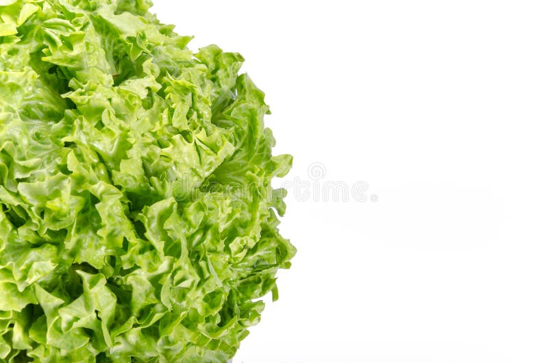 Texture of Spring Green Lettuce Leaves Isolated on a White Background ...