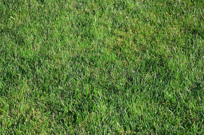Texture of Green Low Grass on a Sunny Da Stock Image - Image of ...