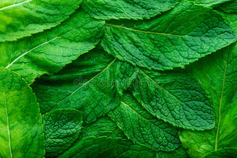 Texture of green mint stock image. Image of garden, white - 120660271