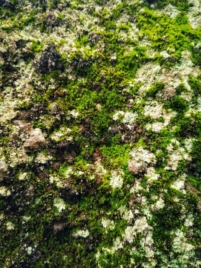 Texture of Green Moss or Green Algae Stock Photo - Image of forest, deciduous: 375618006