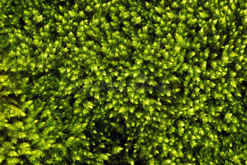 Texture of green moss stock image. Image of decoration - 109068015