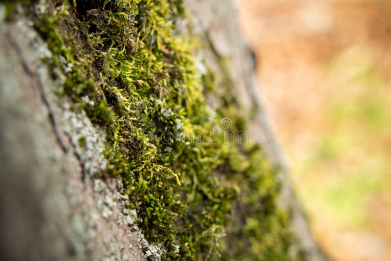 Texture of Green Moss on Wood Stock Image - Image of green, national ...