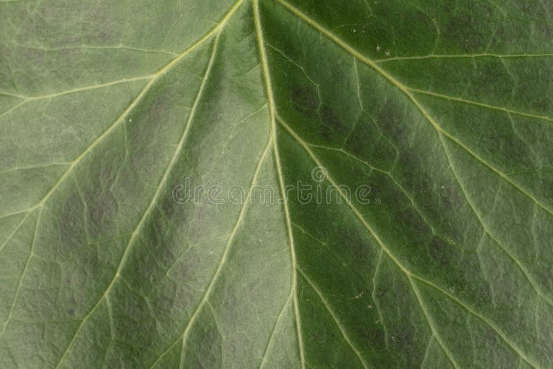 Texture of Green Natural Leaf, Clearly Visible Streaks Stock Image ...