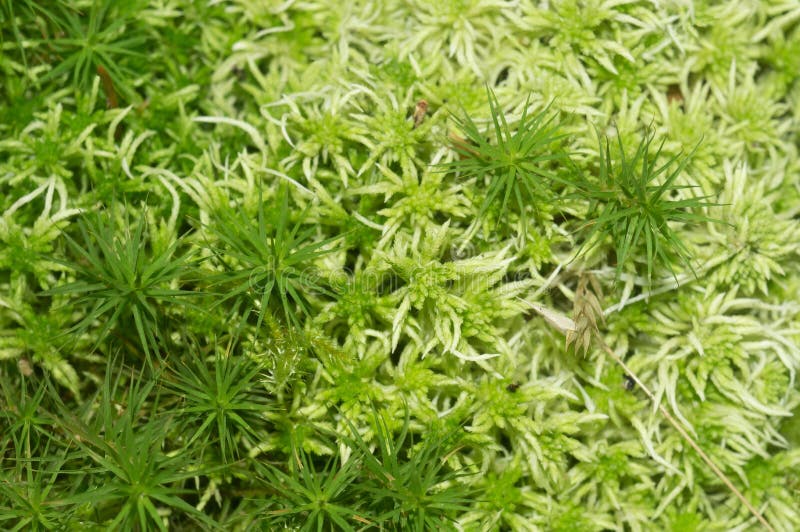Northern Moss Grows among Water Stock Photo - Image of mire, outdoors ...