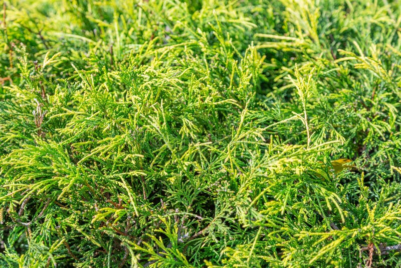Texture of Green Needle Conifer Tree Stock Image - Image of beautiful ...