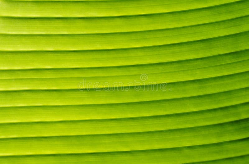 The Texture of a Green Palm Leaf in the Sun. Texture and Backgrounds ...