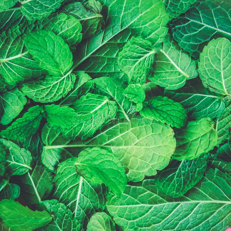 Texture of Green Peppermint Leaves. Background, Postcard. Stock Image ...
