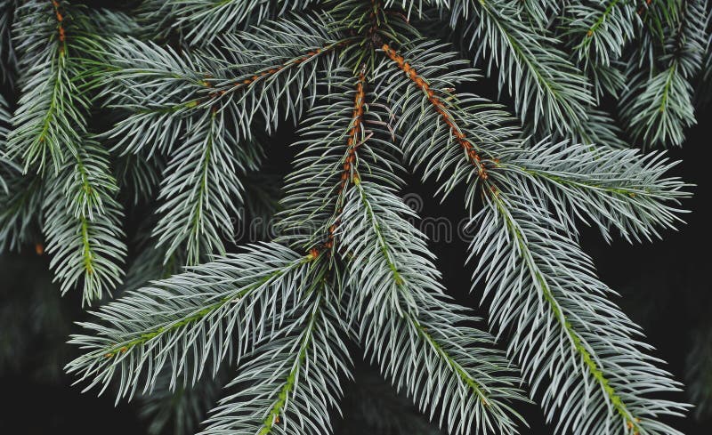 Texture of blue pine tree. stock photo. Image of spruce - 160329068