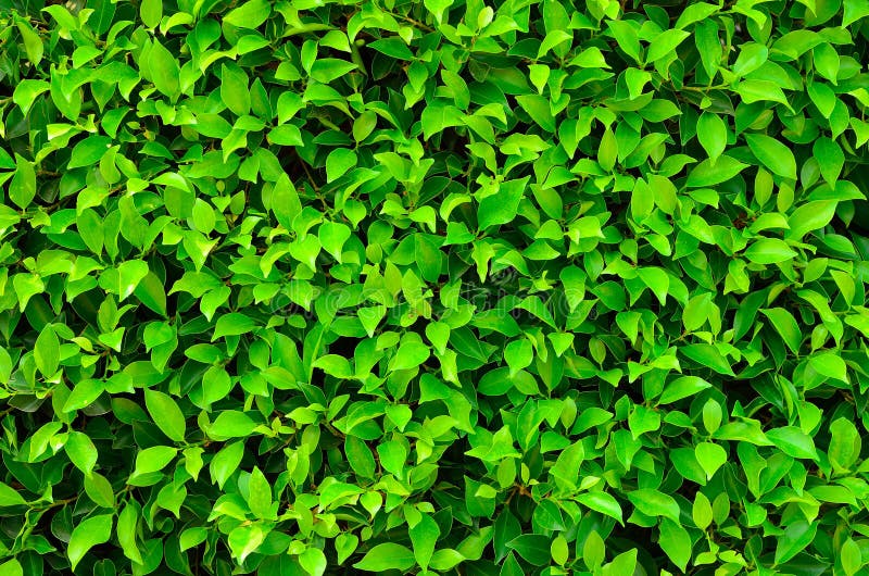 Texture of green plant stock photo. Image of flora, four - 23853792