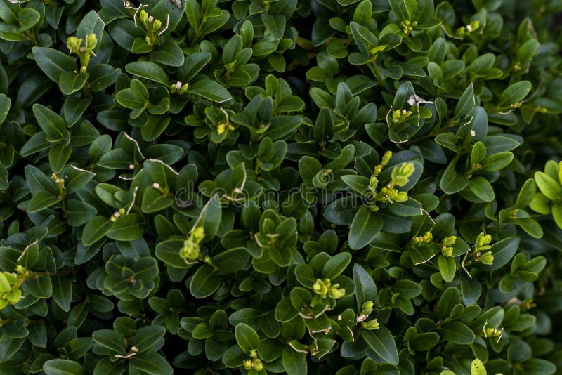 Texture Green Plant Bush Leaves Background Full Frame Stock Image ...