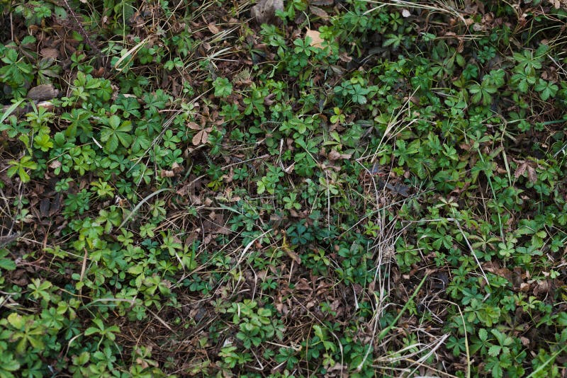 Texture of Green Plants on the Ground Stock Photo - Image of natural ...