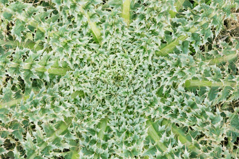 Texture of Green Prickly Weed, Macro Photography Stock Image - Image of ...