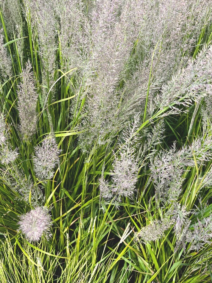 Texture of reed mat. stock photo. Image of vertical, colour - 69249036